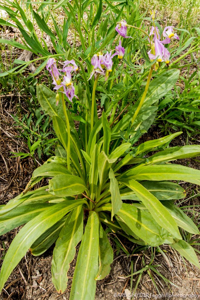 Hiking the Sierras, Paiute Pass – from egghill